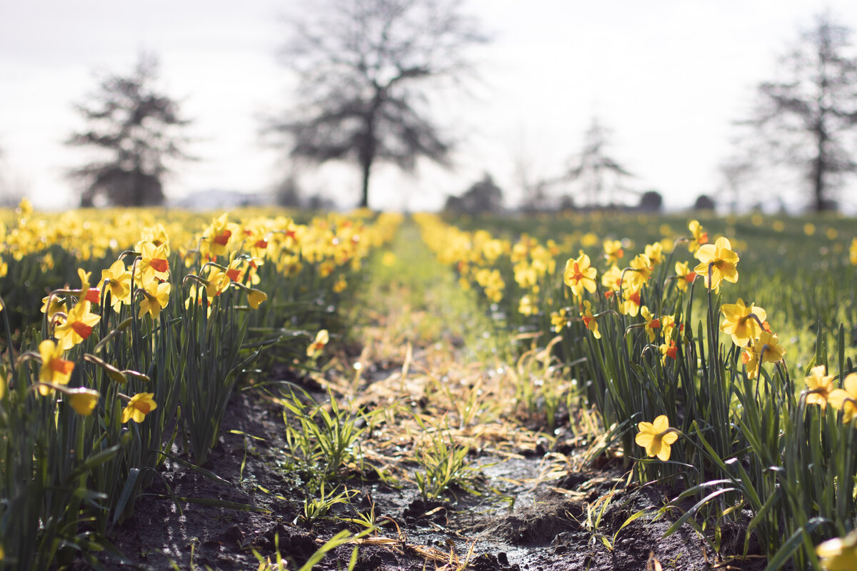 gallery | Clandon Daffodils