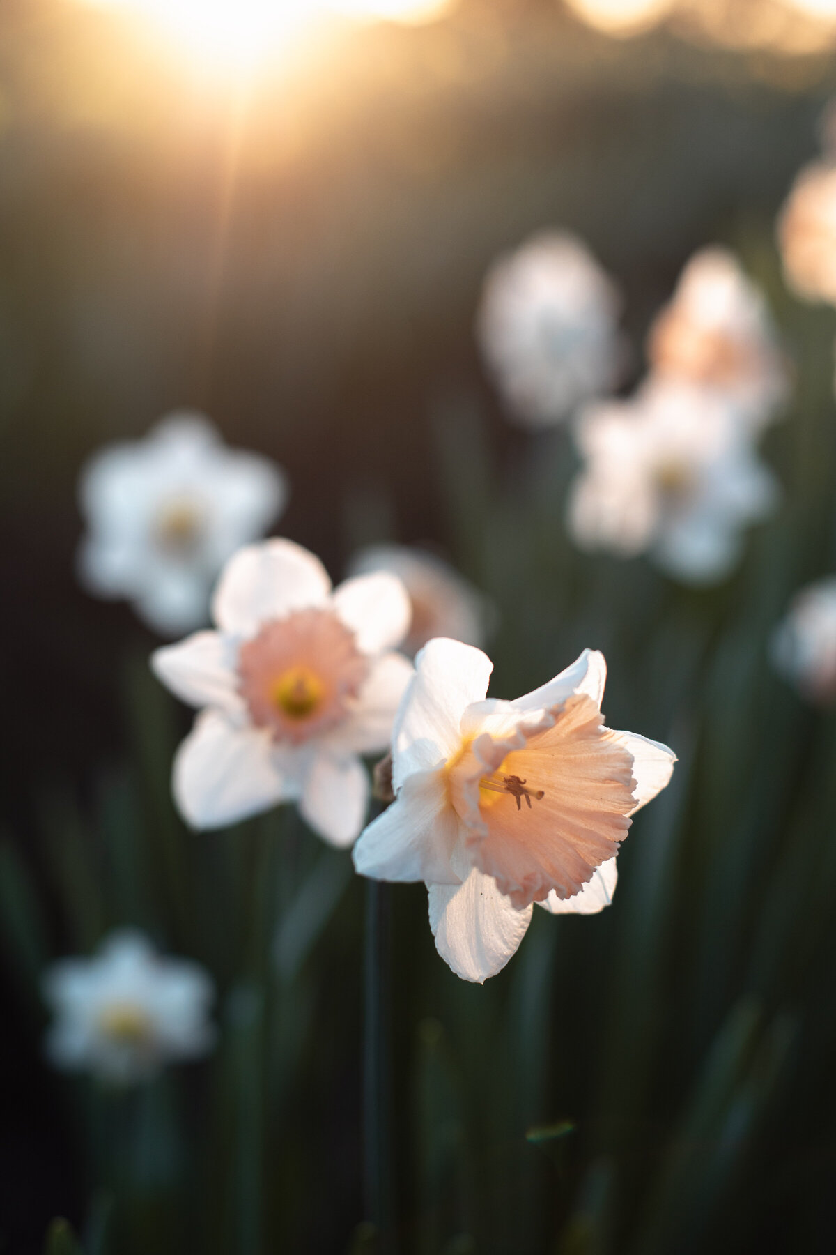 gallery | Clandon Daffodils
