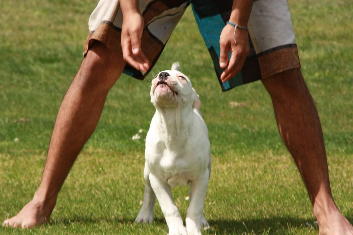 Puppy Programs | Hear The Dog