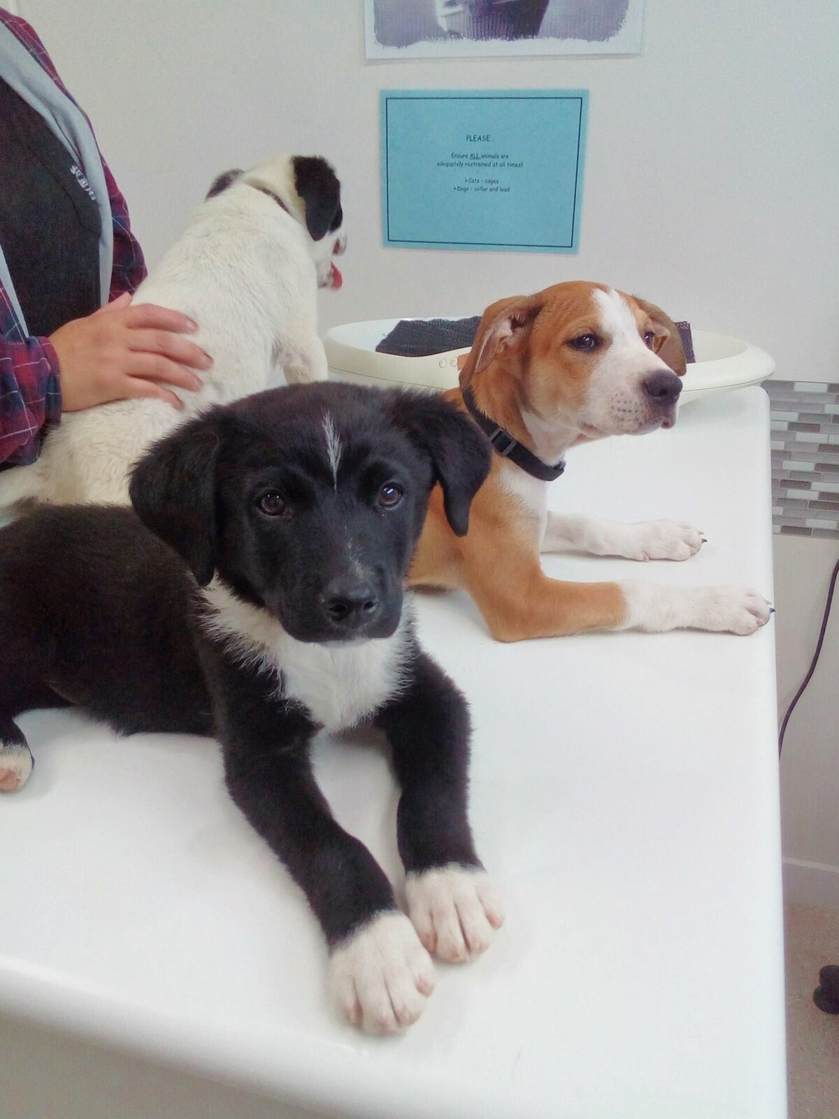 Puppy Programs | Hear The Dog