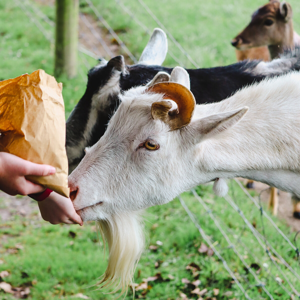 Gallery | The Shearers Quarters