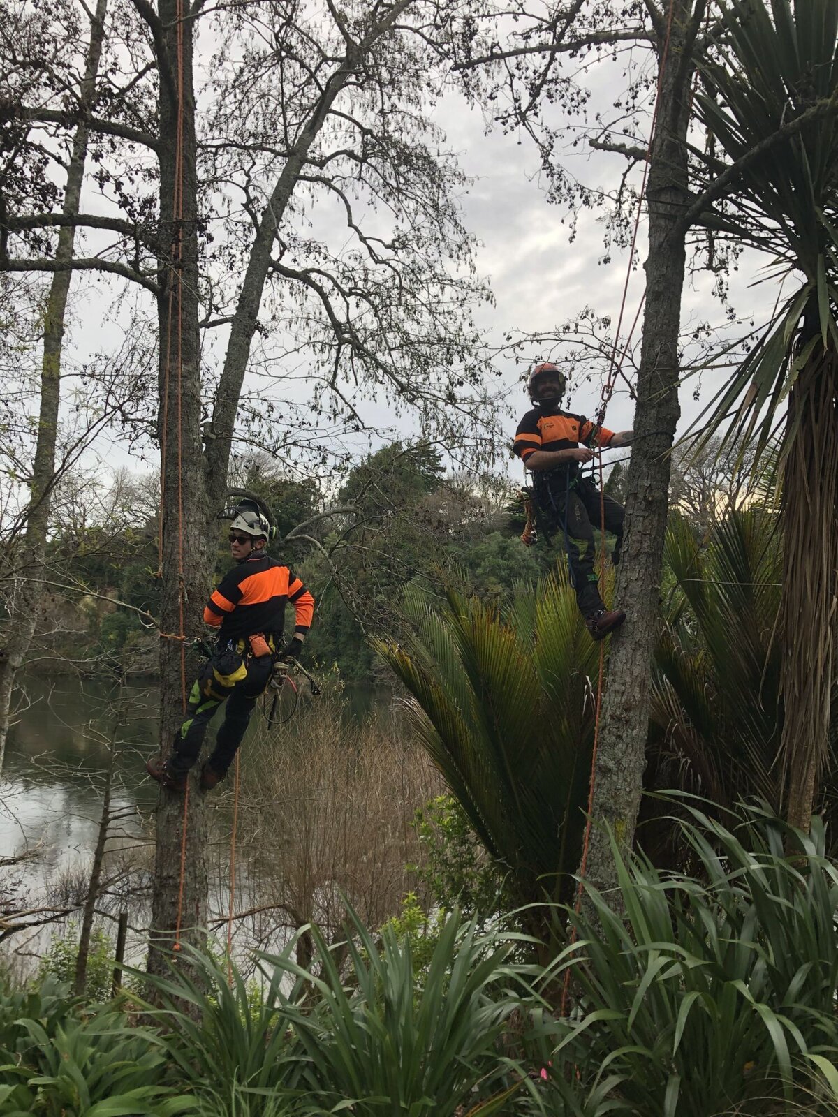 Tree Menders | Waikato Arborists & tree specialists