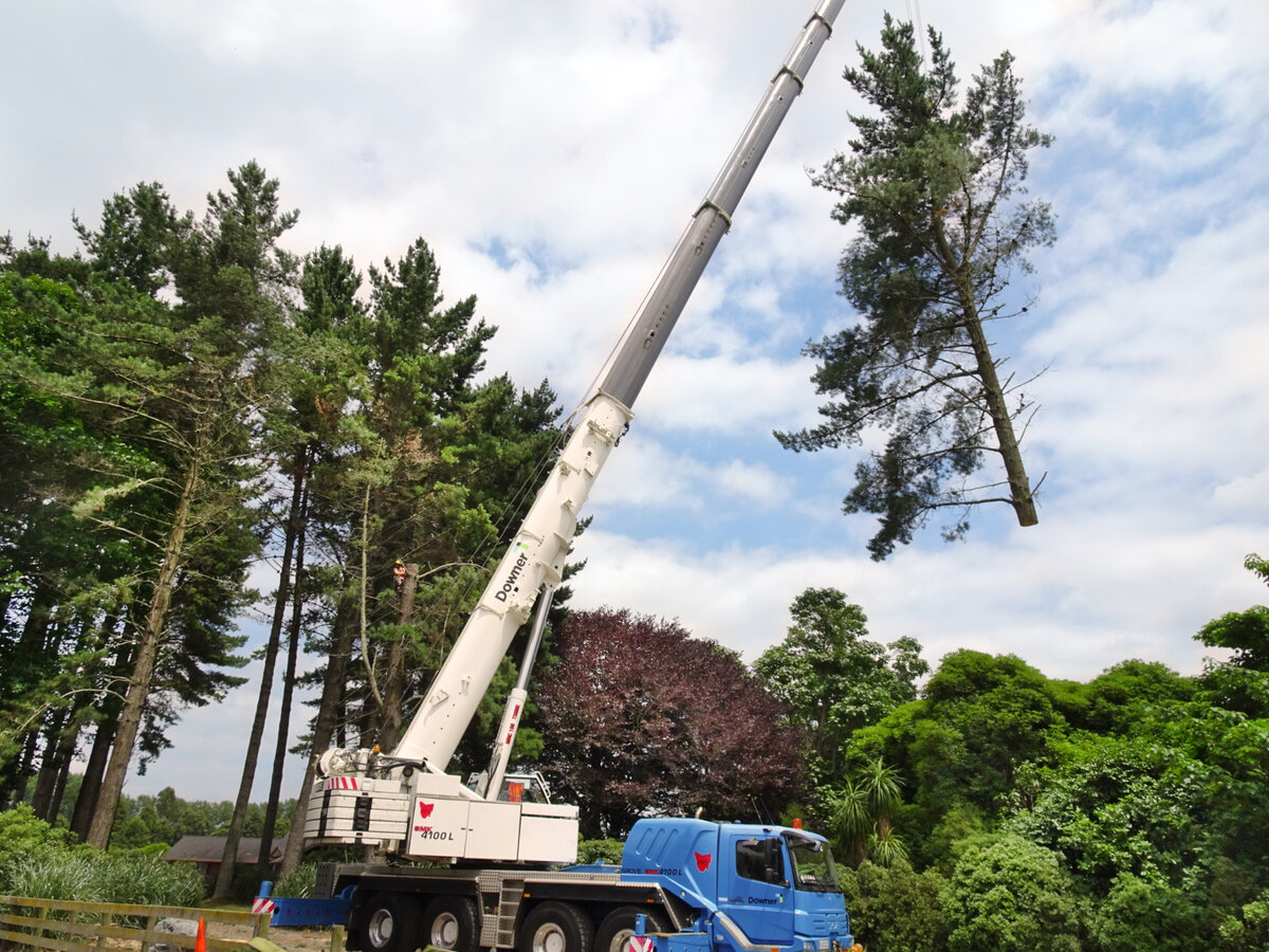 Tree Menders | Hamilton Arborists of choice