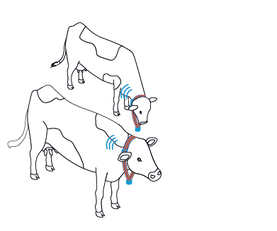 Afimilk Waikato | Advanced Dairy Farm Automation Solutions