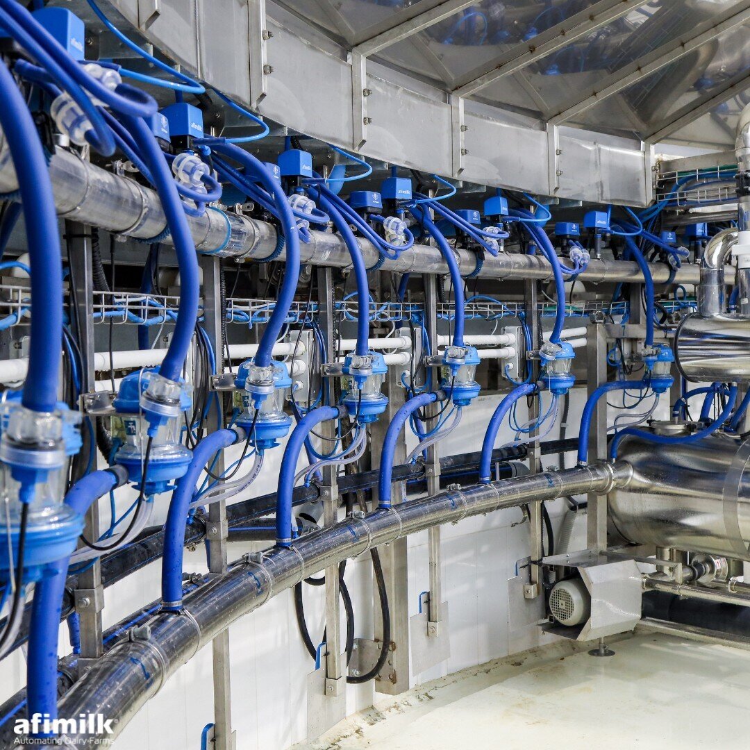 Afimilk Waikato | Advanced Dairy Farm Automation Solutions