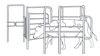 Afimilk Waikato | Advanced Dairy Farm Automation Solutions