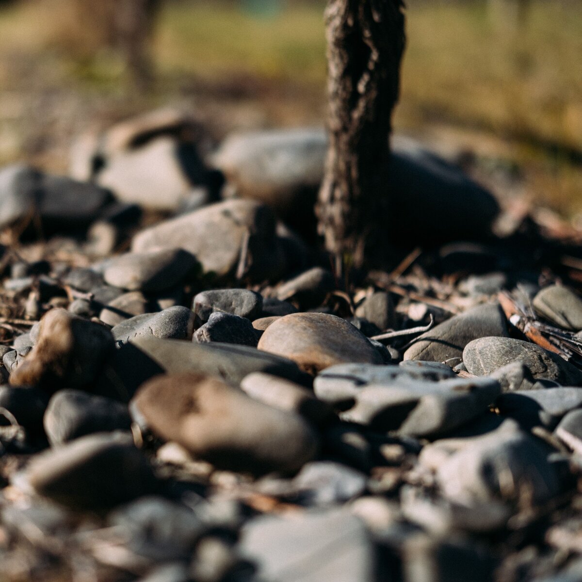 Best of Gimblett Gravels 2023 reds | Joelle Thomson Wine Writer & Author