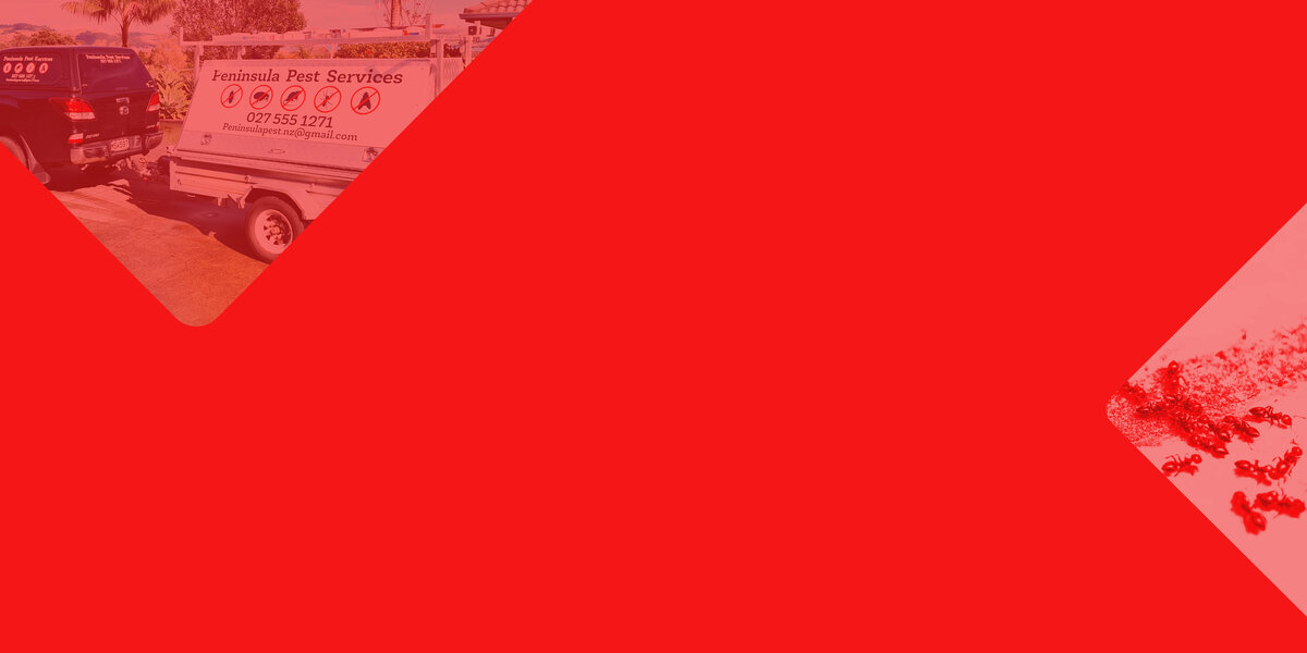 Local Pest Control | Coromandel | Peninsula Pest Services