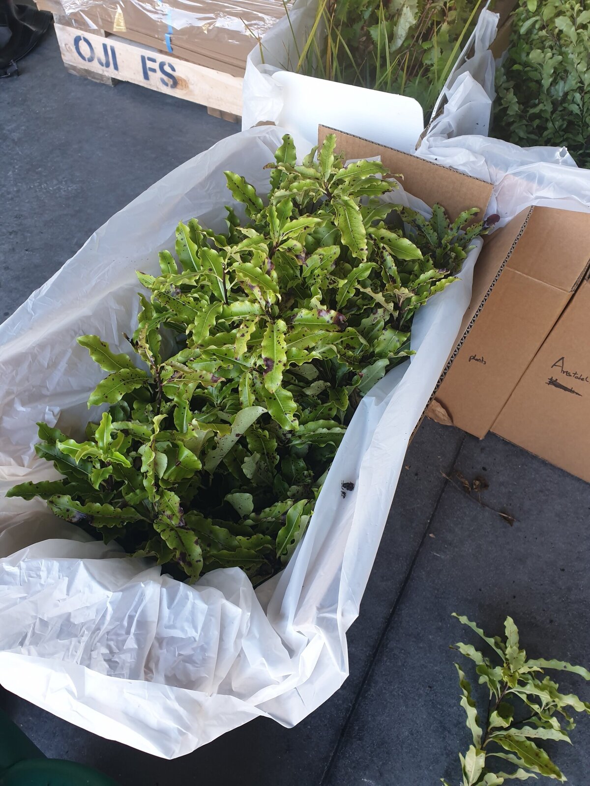 Wholesale Native Seedlings NZ | Balanced Forestry