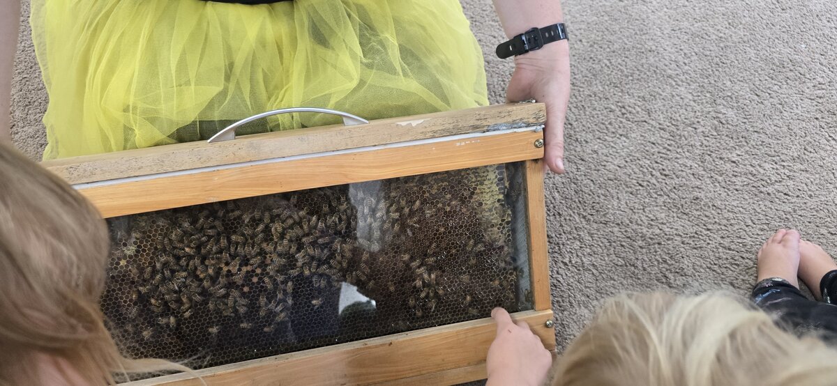 Interactive Bee Education Sessions in Waikato | Sarah C's Bees