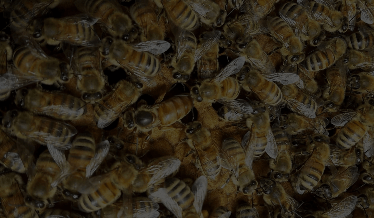 Home | Sarah C's Bees