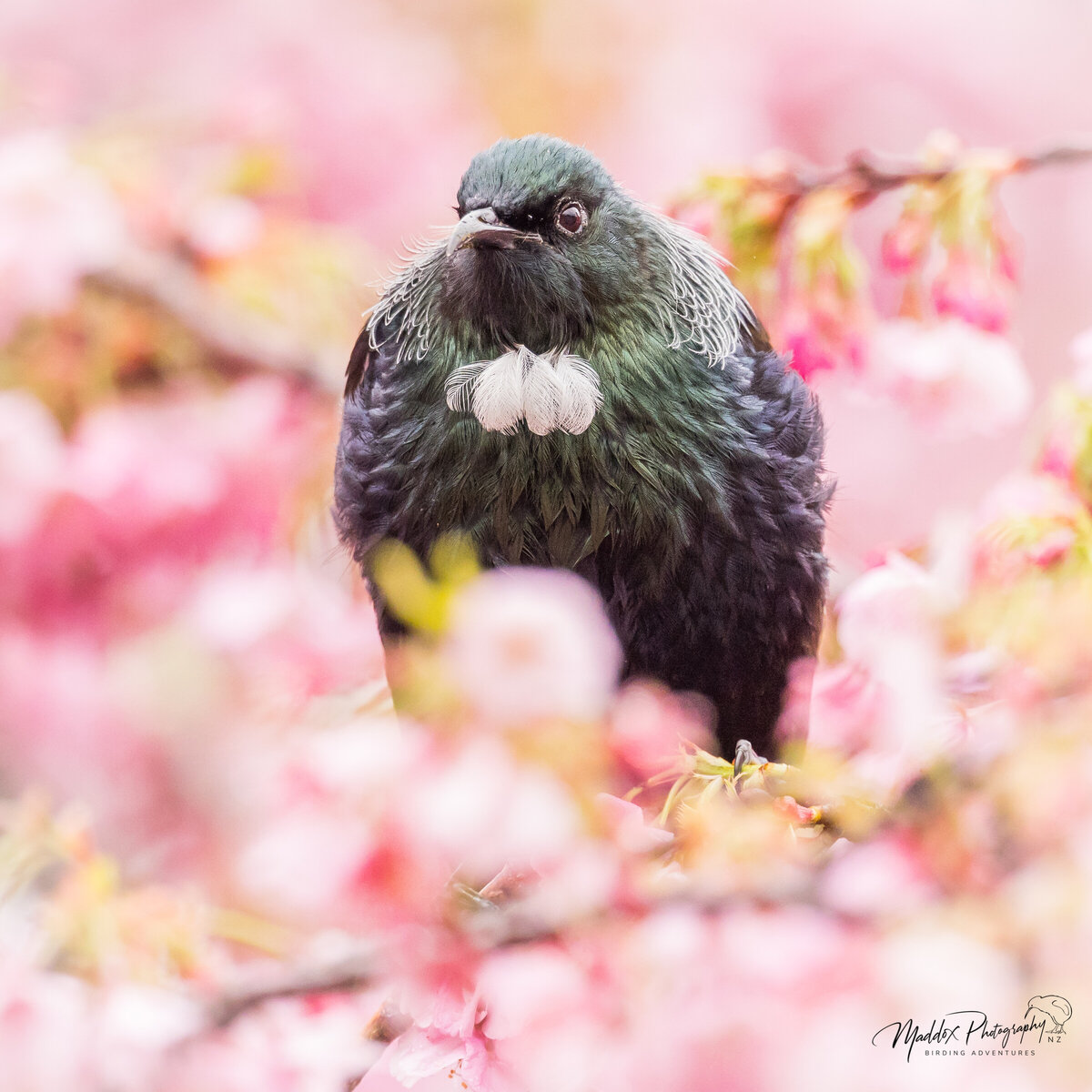 Tips For Photographing Tui In Cherry Blossom | Maddox Photography