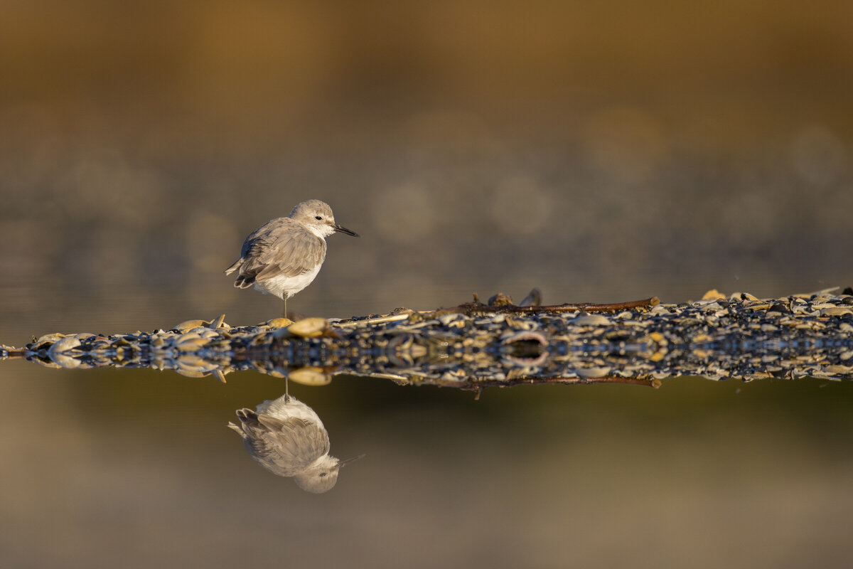 Capturing Reflections. | Maddox Photography