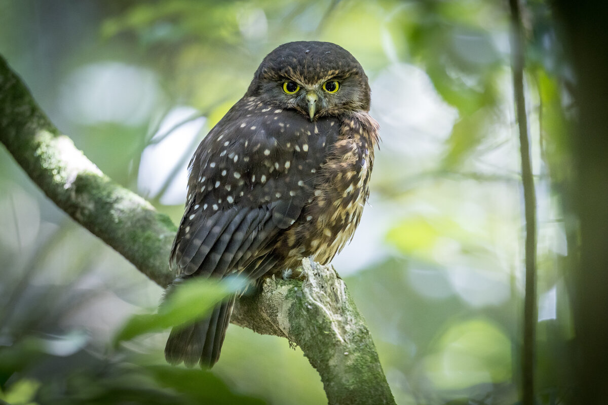 New Zealand Bird Photography Tours | Maddox Photography NZ