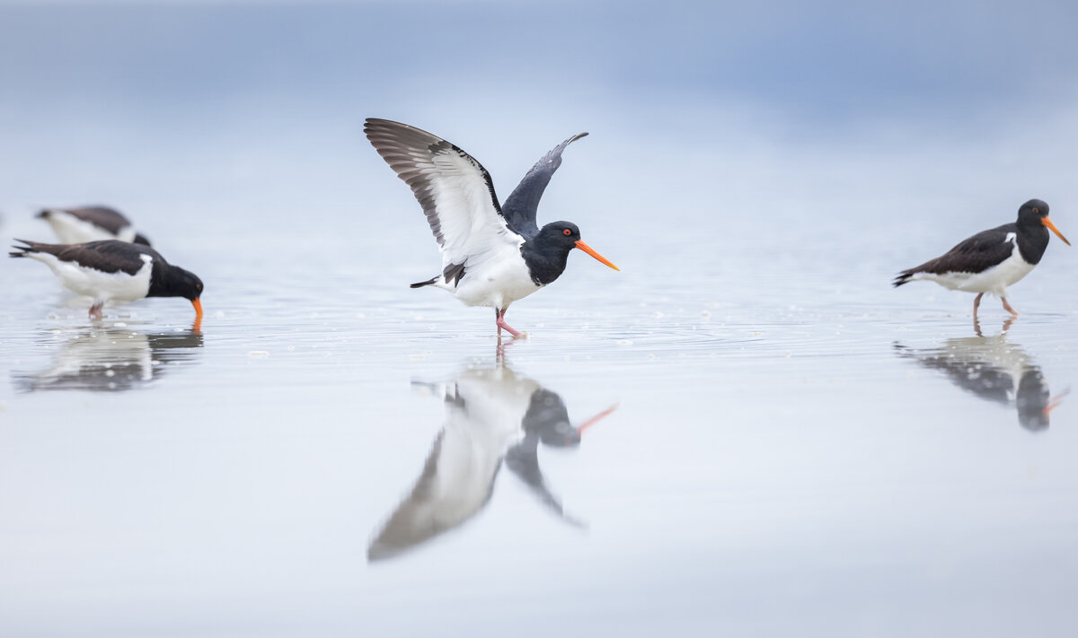 Bird Photography Tours & Workshops | Maddox Photography NZ