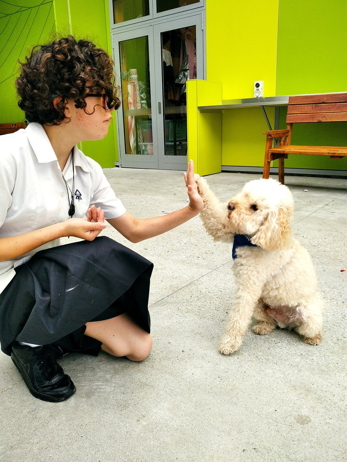 Dogs in classrooms | Ted's Space