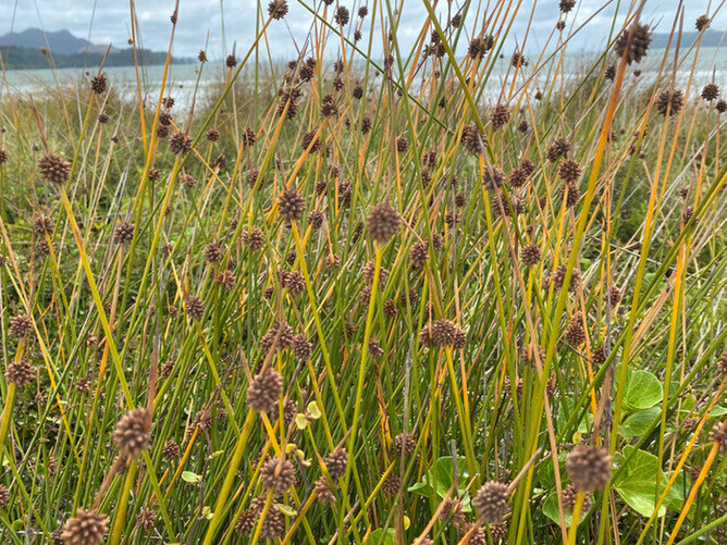 Mercury Bay Environmental Trust | Collecting Dune Plant Seeds