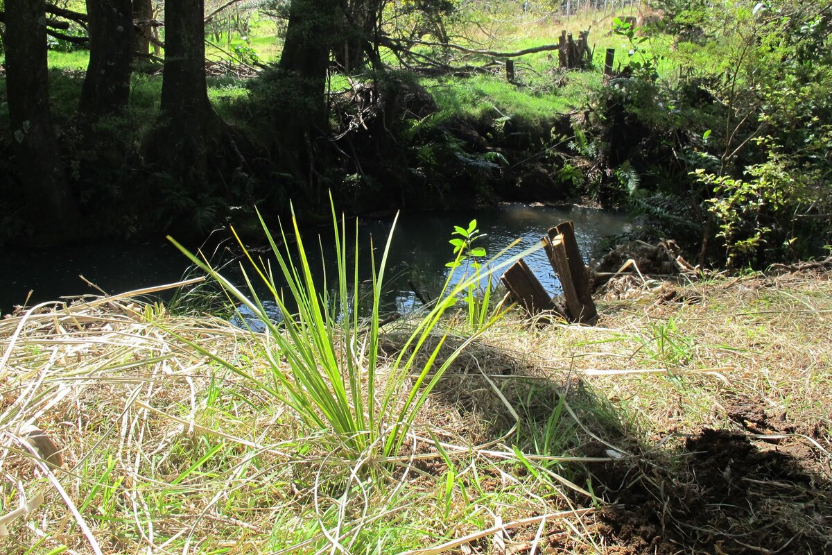 Mercury Bay Environmental Trust | River Bank Restoration
