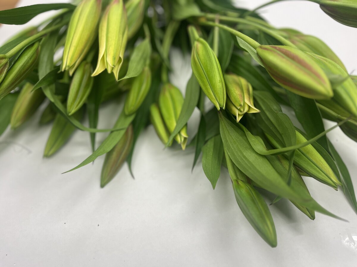 Stanmore Bay Flower Delivery |Flowers by Joanne Since 1976