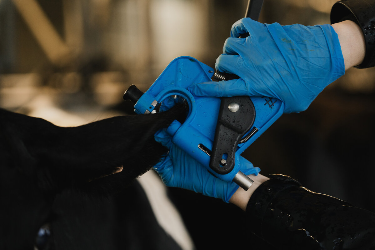 LIC Backs Future Herd Owners By Supporting The New Zealand Dairy ...