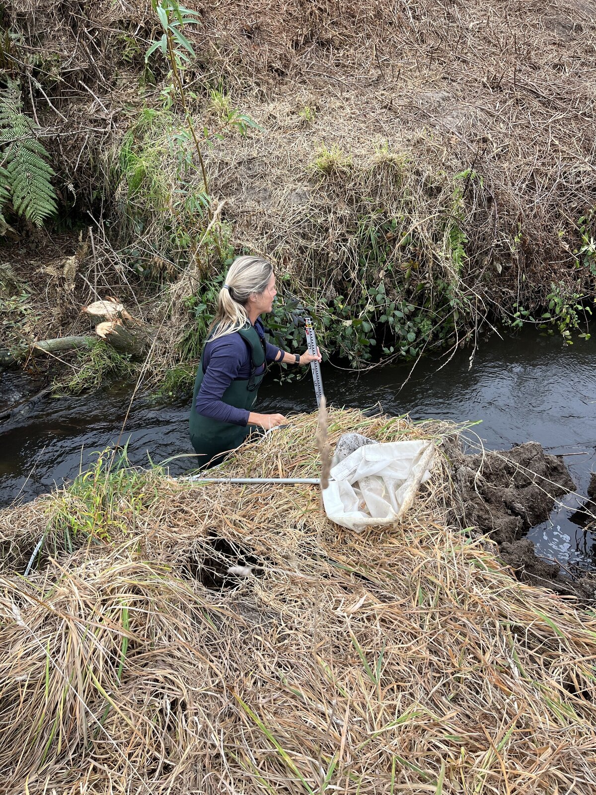 Pokaiwhenua Stream | Pokaiwhenua Catchment Group