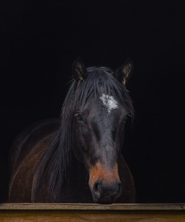 Opotaka | Muriwai Beach Horse Treks