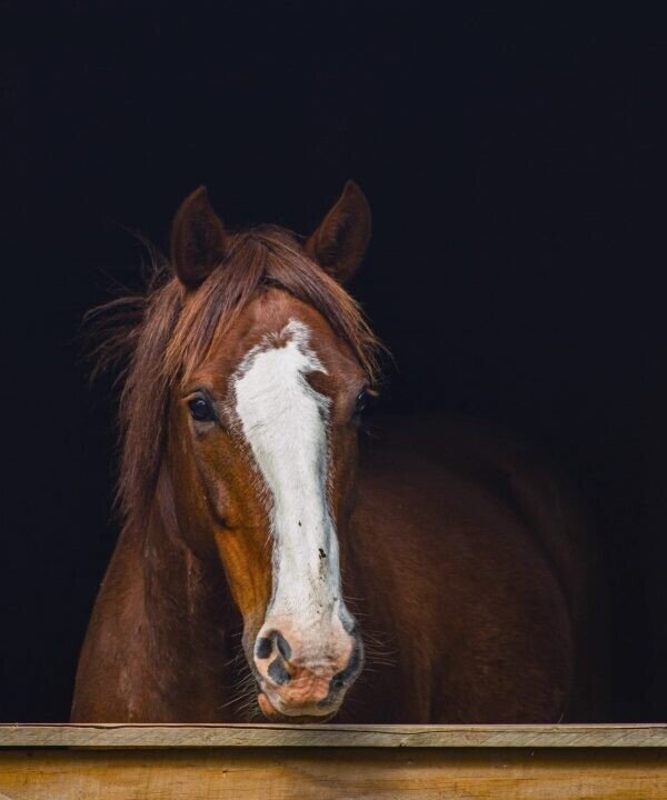 Horomatangi | Muriwai Beach Horse Treks