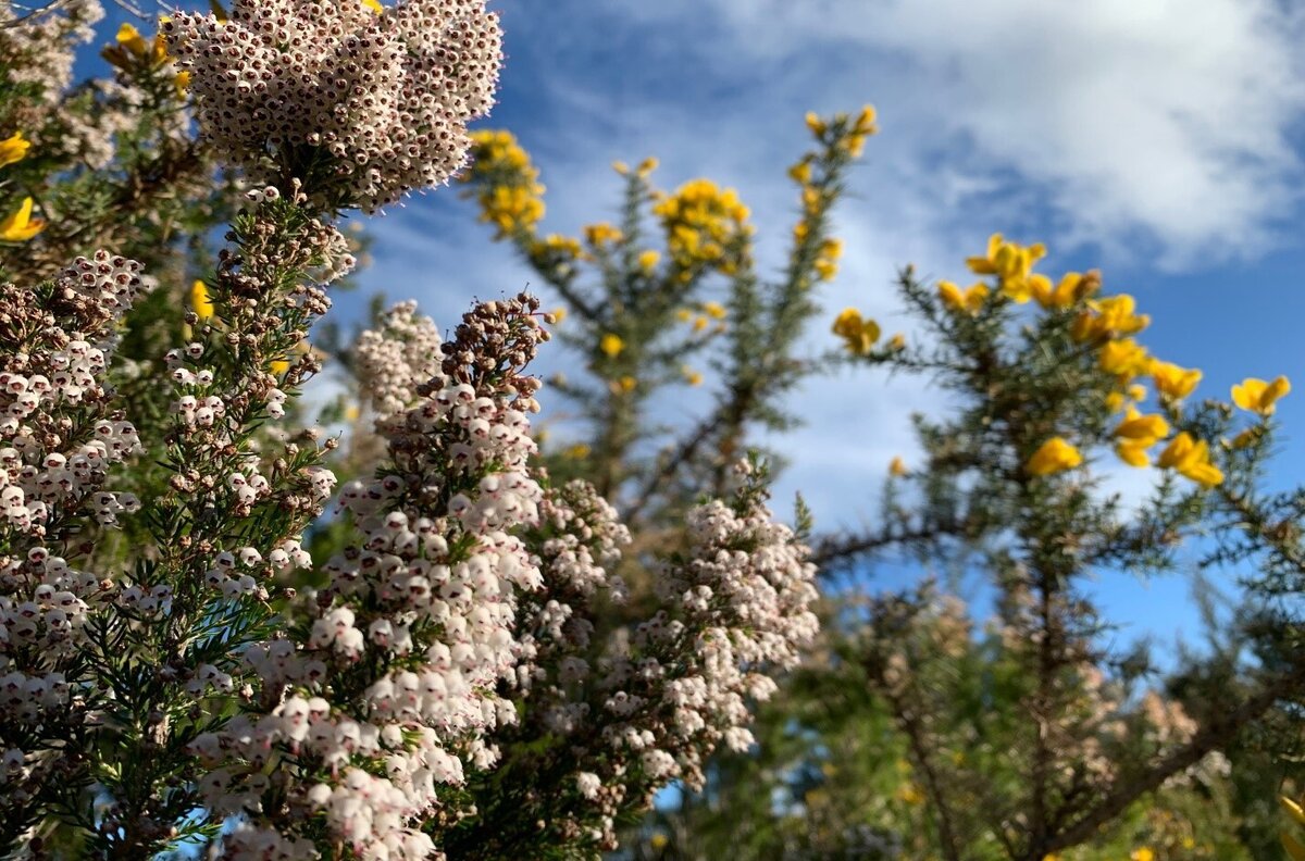 Wildlife identification App launched