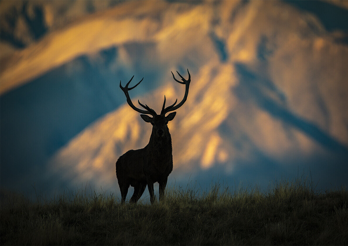 Deciduus Gallery Taupo | New Zealand Artists