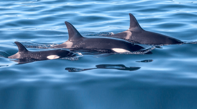 Guardians of the Sea | Aotearoa Dive