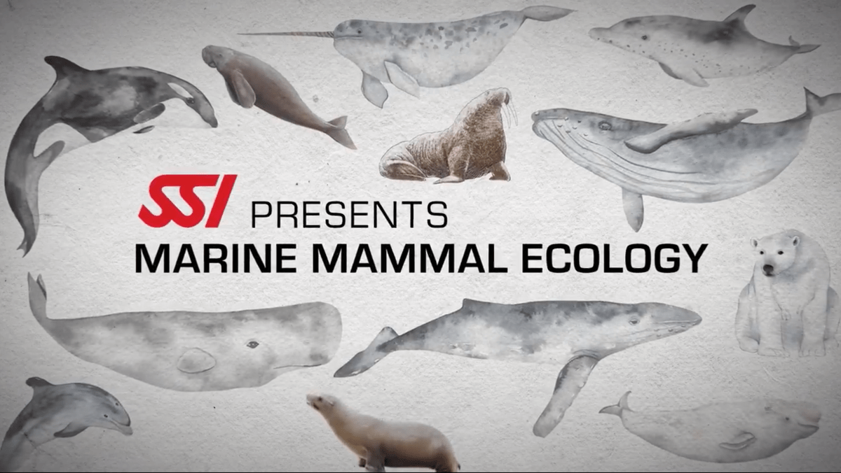The new SSI Marine Mammal Ecology Course | Aotearoa Dive