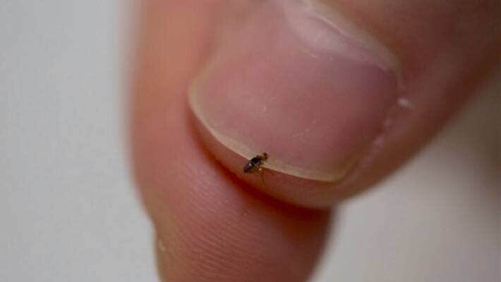 How to Get Rid of Fleas in Your Home | Dan's Property Services Ltd