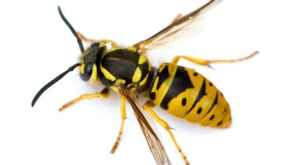Wasp Control Auckland | Dan's Property Services Ltd