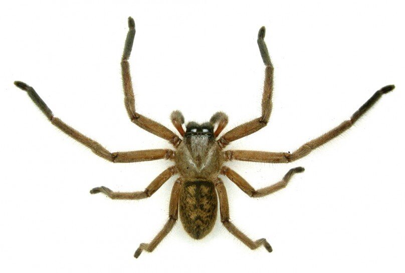 Spider Species | Auckland | Dan's Property Services Ltd