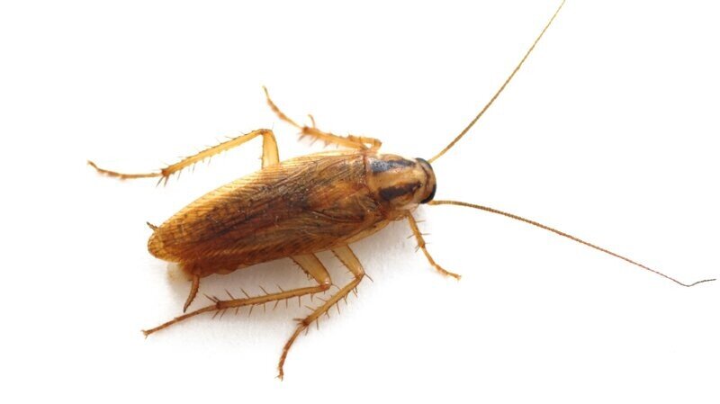 Cockroach Species | Auckland | Dan's Property Services Ltd
