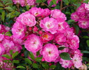Beautiful Roses | Gifts for all ages | Large selection of plants ...