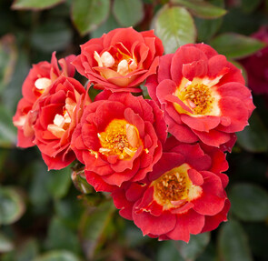 Beautiful Roses | Gifts for all ages | Large selection of plants ...