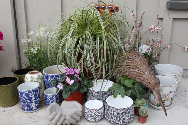 Beautiful Roses | Gifts for all ages | Large selection of plants ...