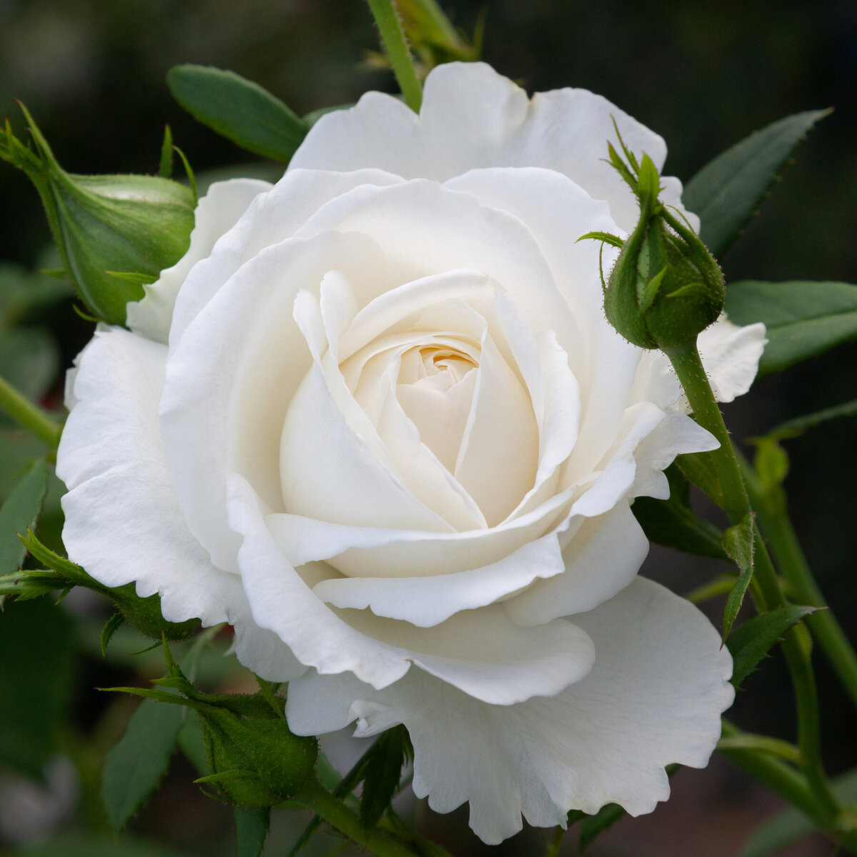 Beautiful Roses | Gifts for all ages | Large selection of plants ...