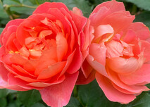 Beautiful Roses | Roses at Cust