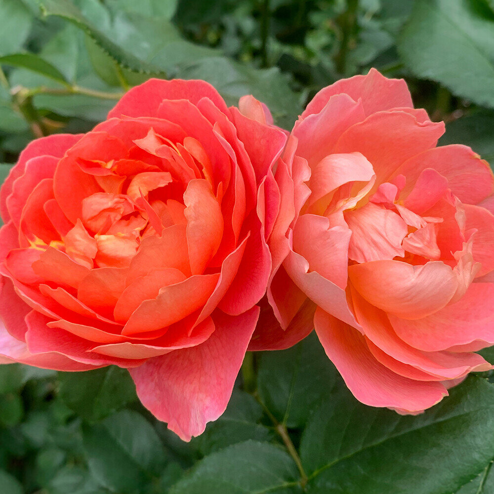 Beautiful Roses | Roses at Cust