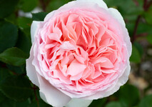 Beautiful Roses | Gifts for all ages | Large selection of plants ...
