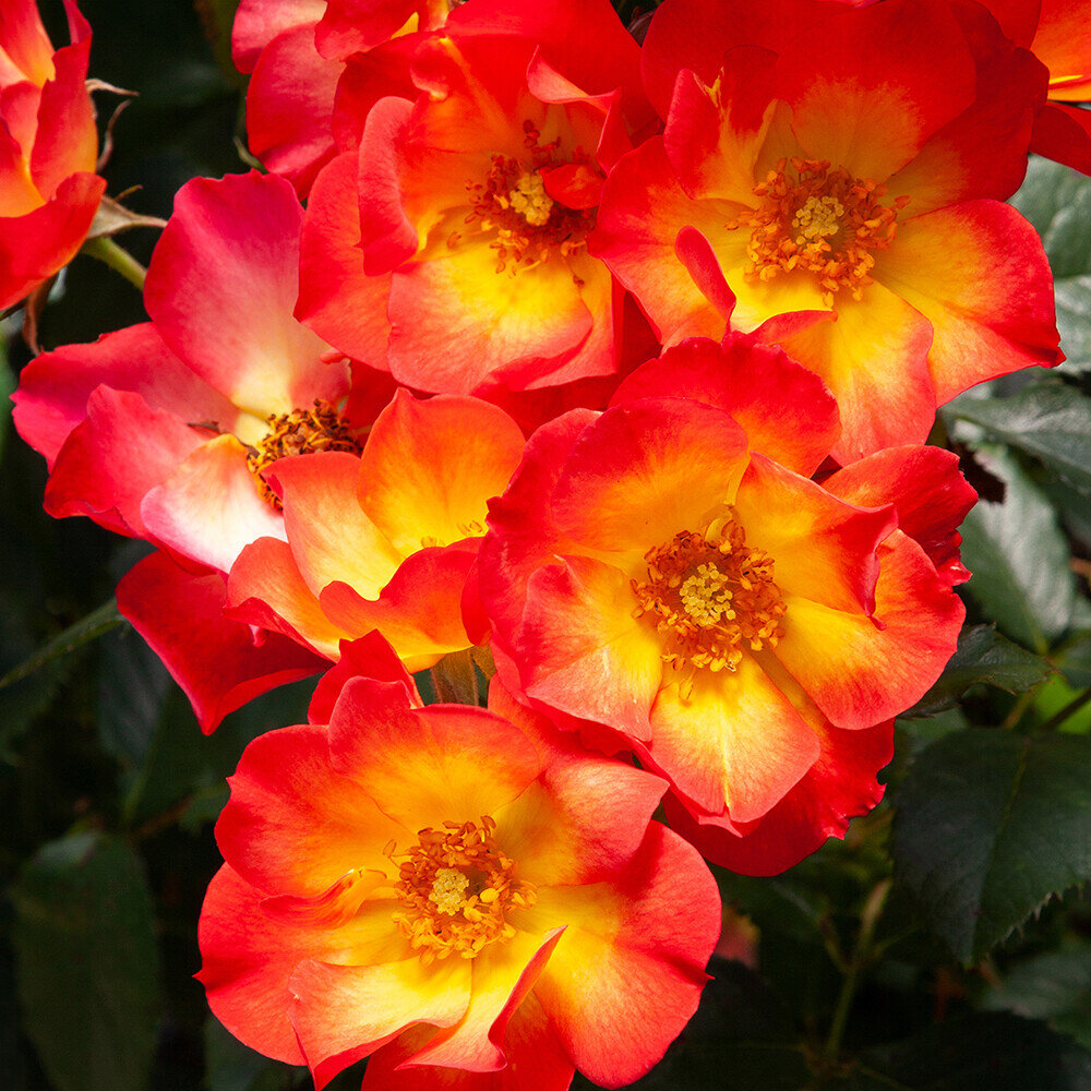 Beautiful Roses | Roses at Cust