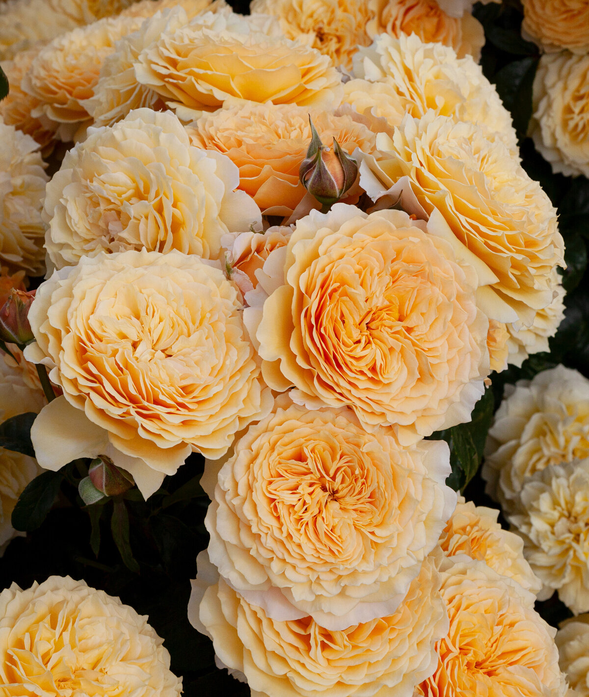 Beautiful Roses | Gifts for all ages | Large selection of plants | Querky Style & Roses at Cust