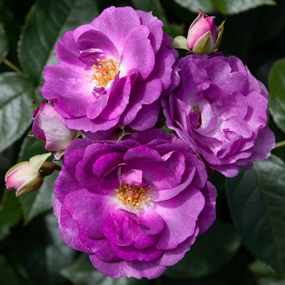 Beautiful Roses | Roses at Cust