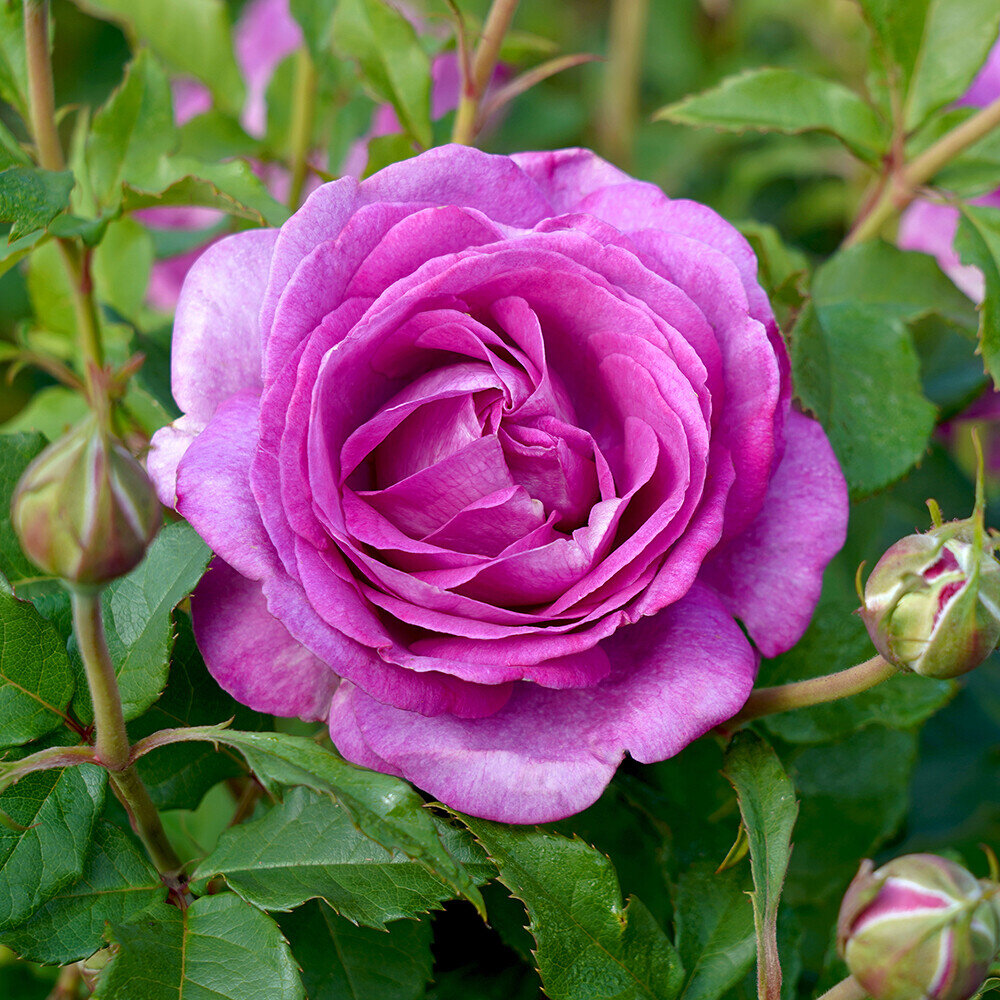 Beautiful Roses | Gifts for all ages | Large selection of plants | Querky Style & Roses at Cust