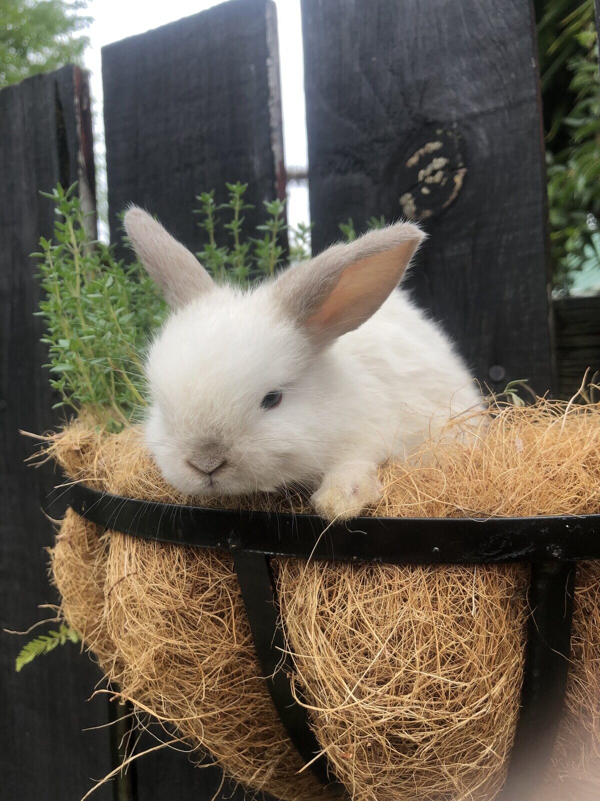 Bunny Rabbit Essentials Online Shop | Bunny Bungalow