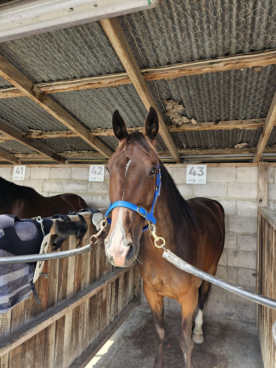 Race previews | Picket Fence