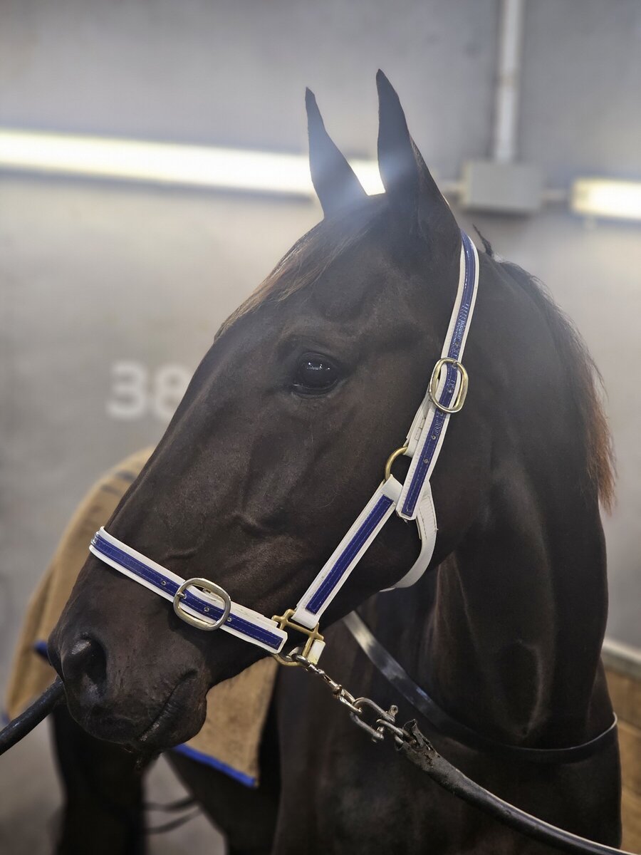 Race previews | Picket Fence