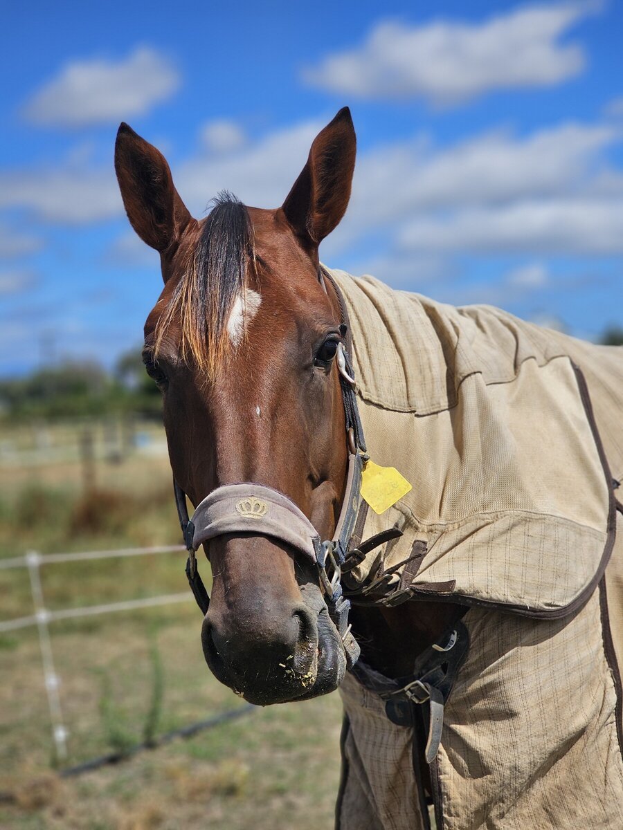 Race previews | Picket Fence